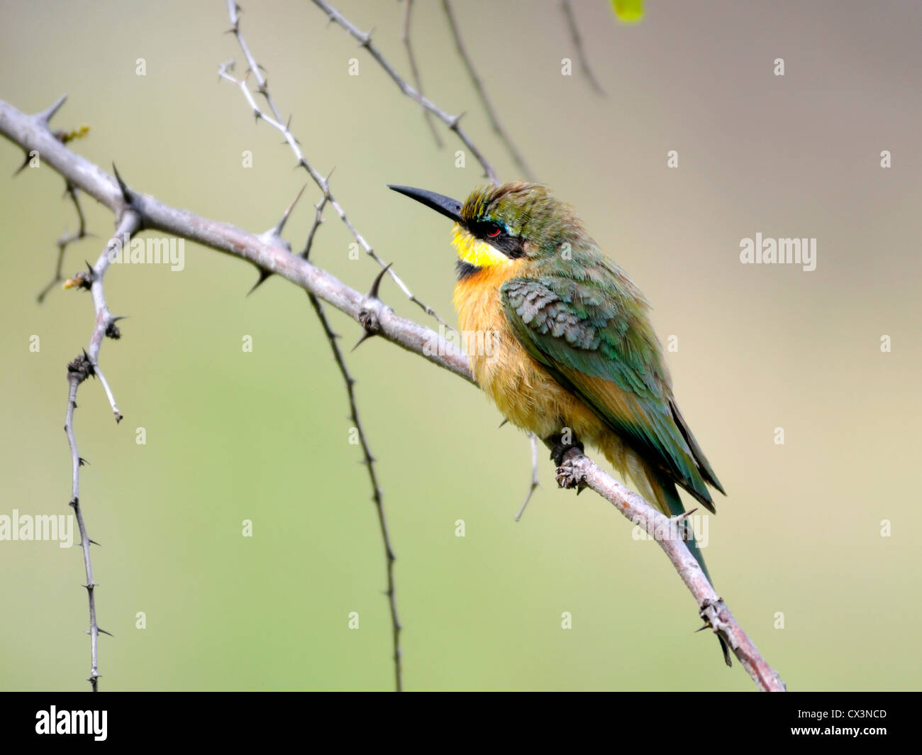 Little Bee - Eater ( Merops pusillus ) At rest on launching perch Stock ...