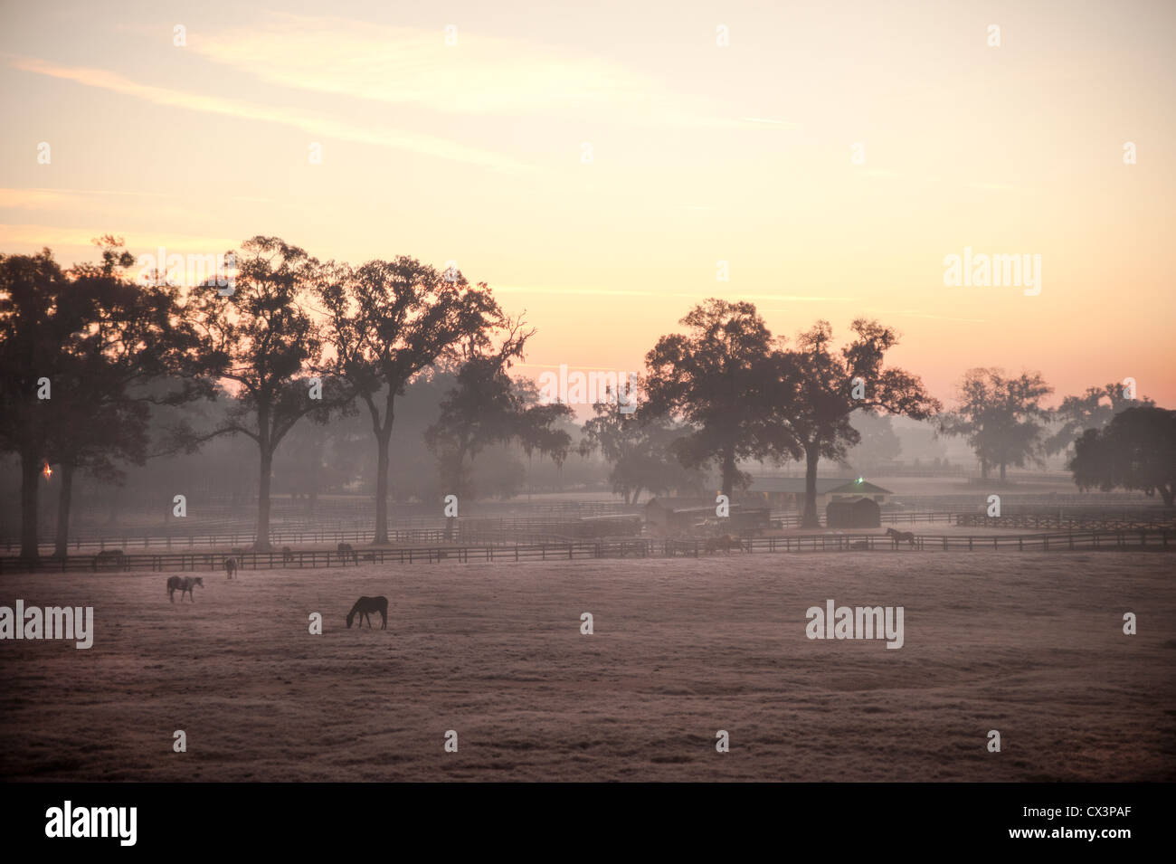 Sunrise over Ocala Florida horse farm Stock Photo - Alamy