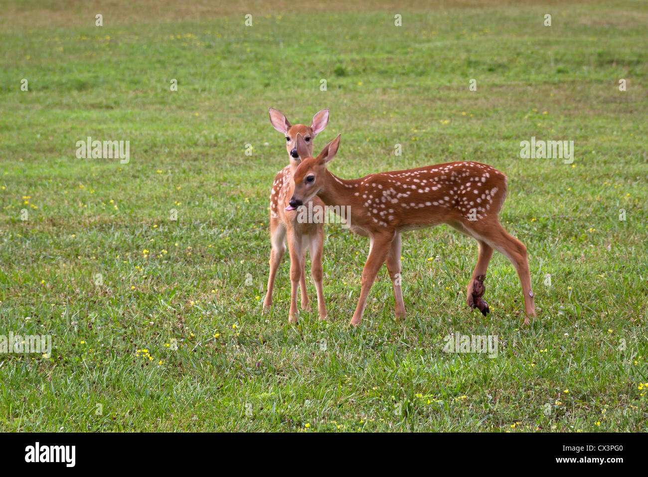 Two fawns, one with an injured leg Stock Photo - Alamy