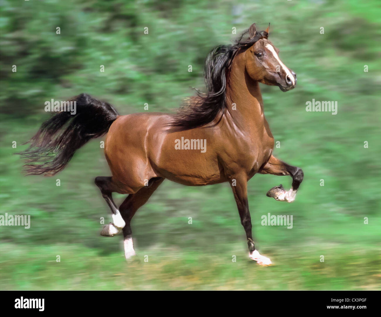 Arabian Horse stallion trot Stock Photo - Alamy