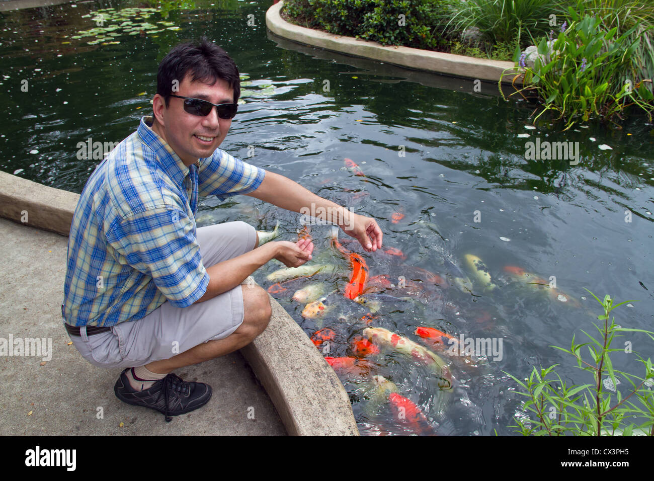 A man at the edge of a pond feeding koi fish Stock Photo - Alamy