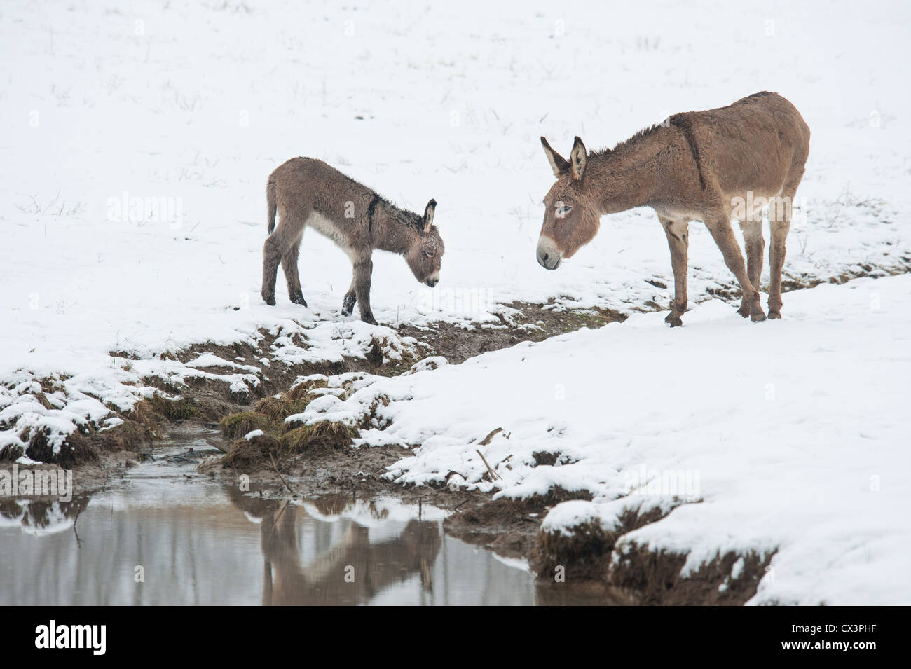 Jenny and donkey foal in snow near stream Stock Photo - Alamy