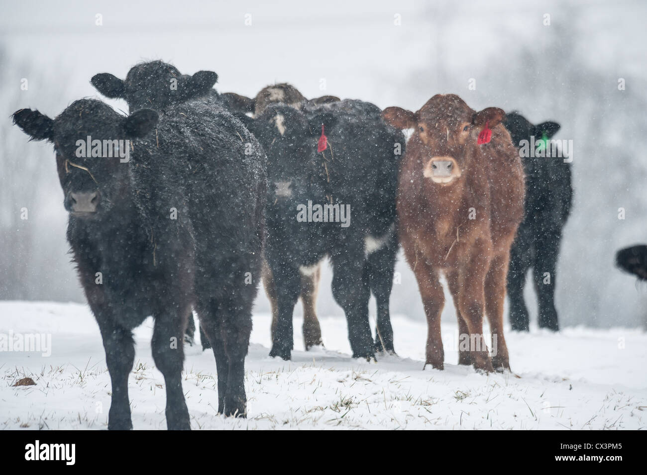 Cattle in snow hi-res stock photography and images - Alamy