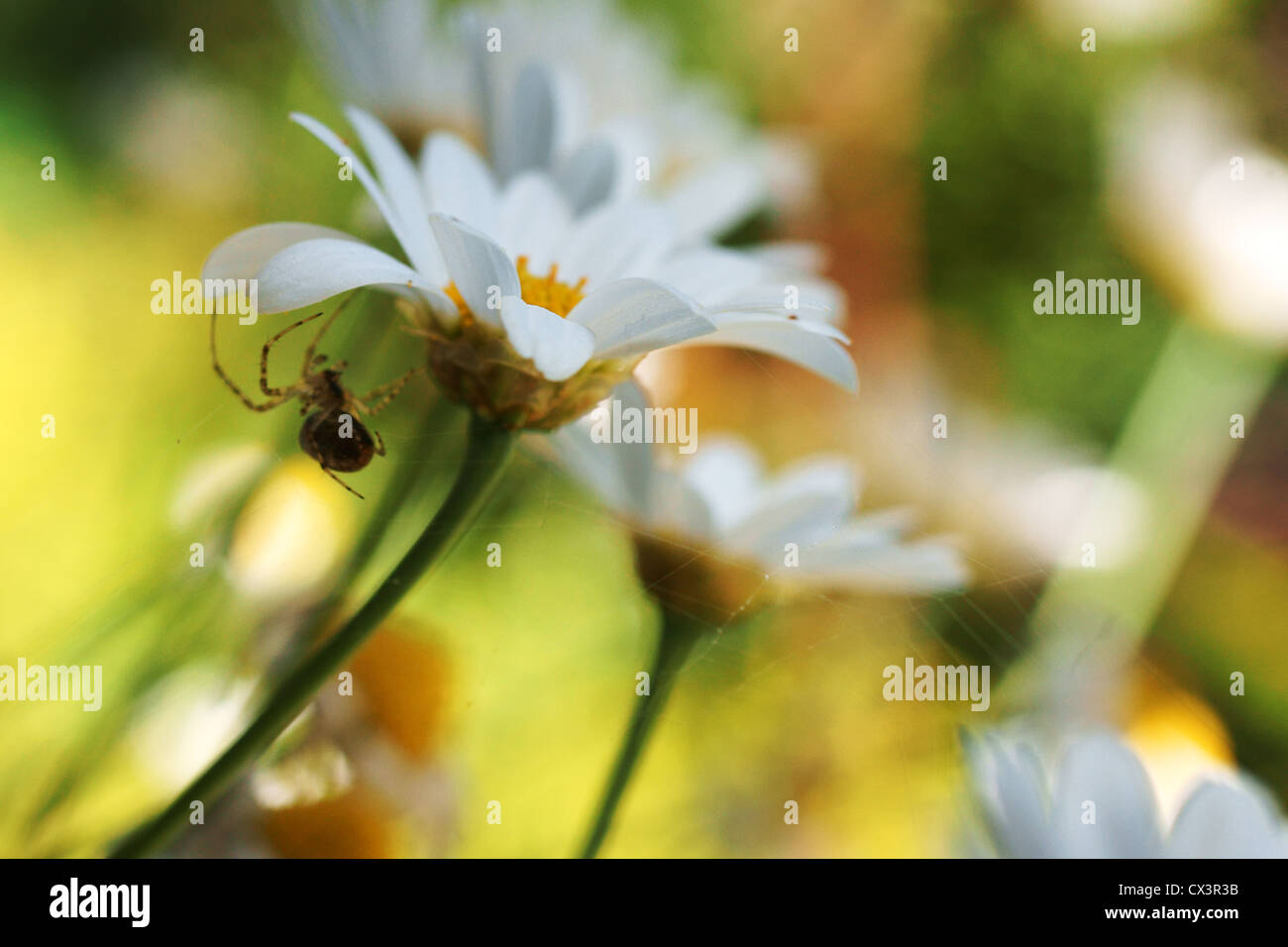 spider and daisy Stock Photo - Alamy