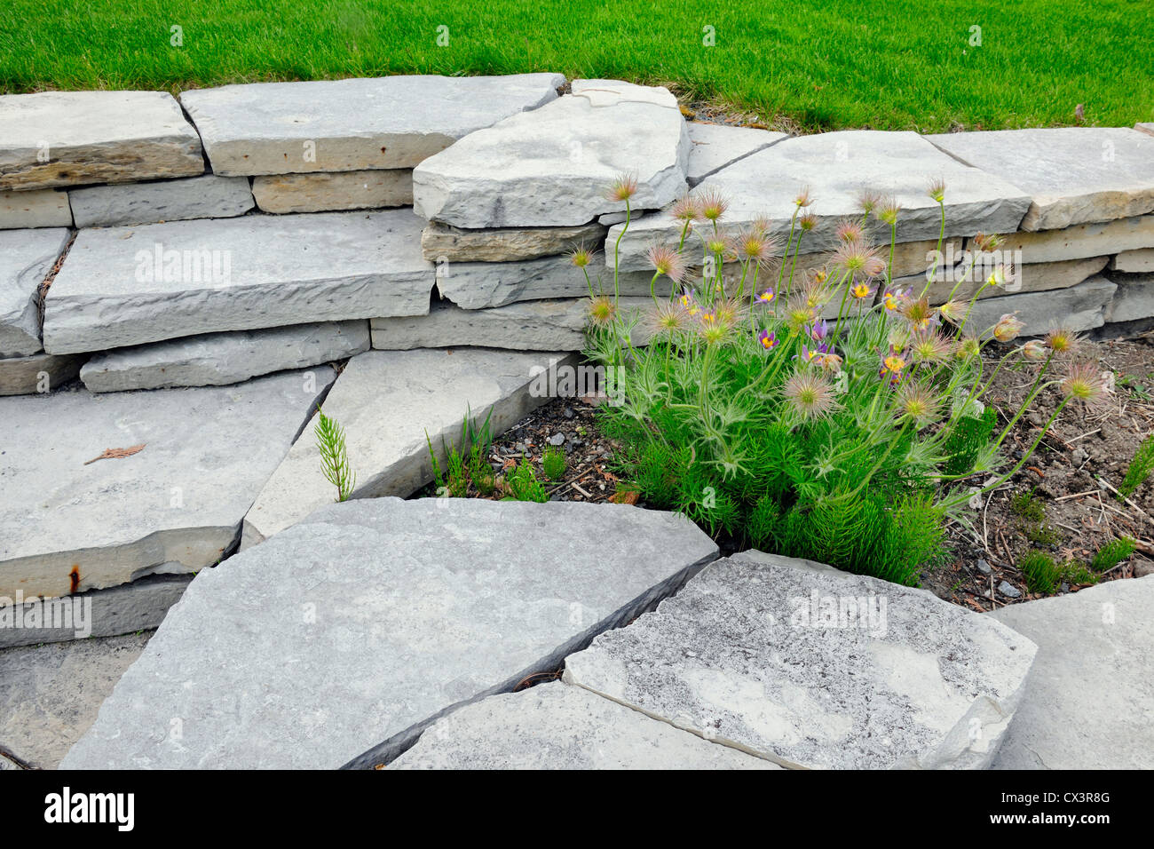 Perennials prairie hi-res stock photography and images - Alamy