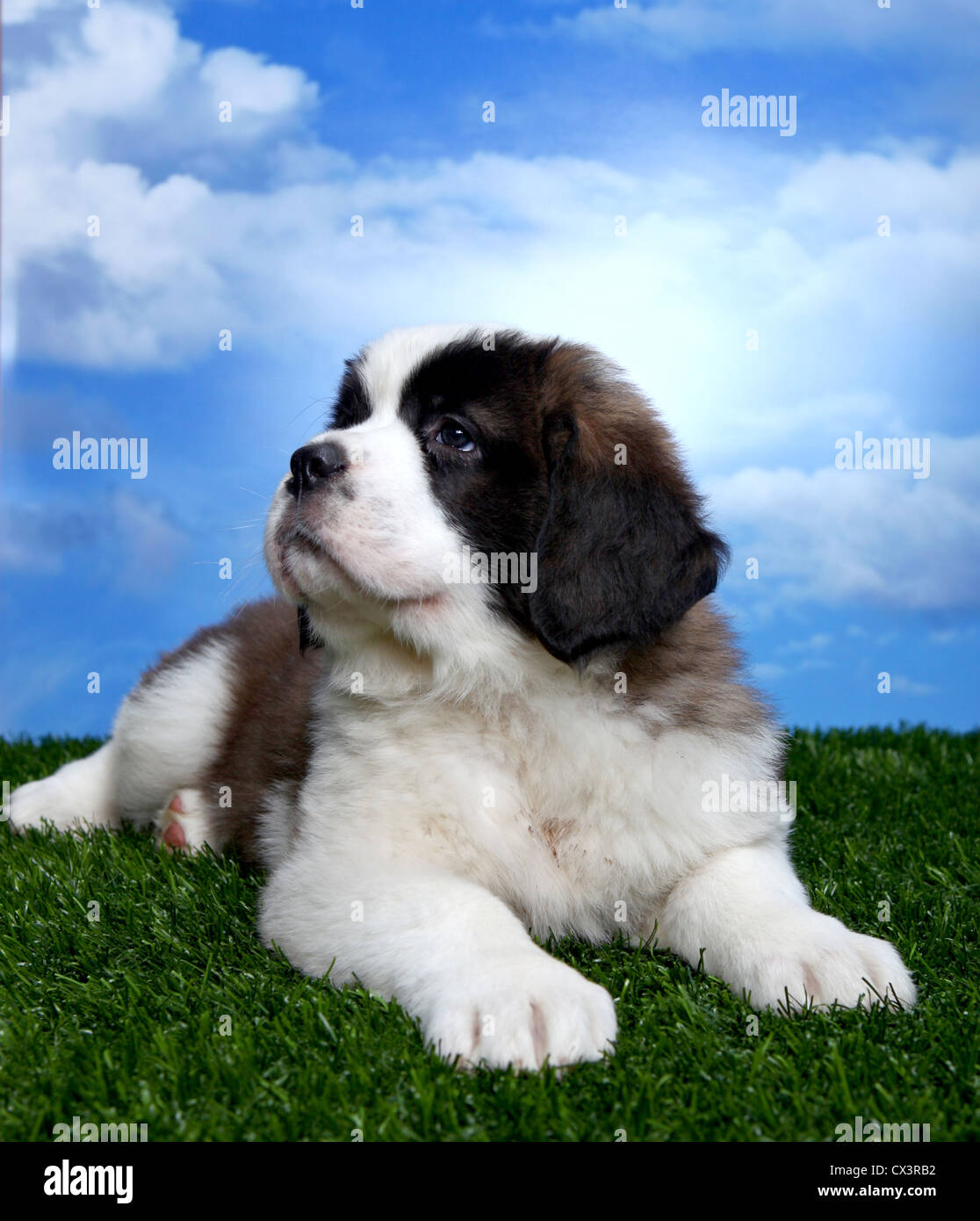 Adorable Saint Bernard Purebred Puppy Stock Photo - Alamy