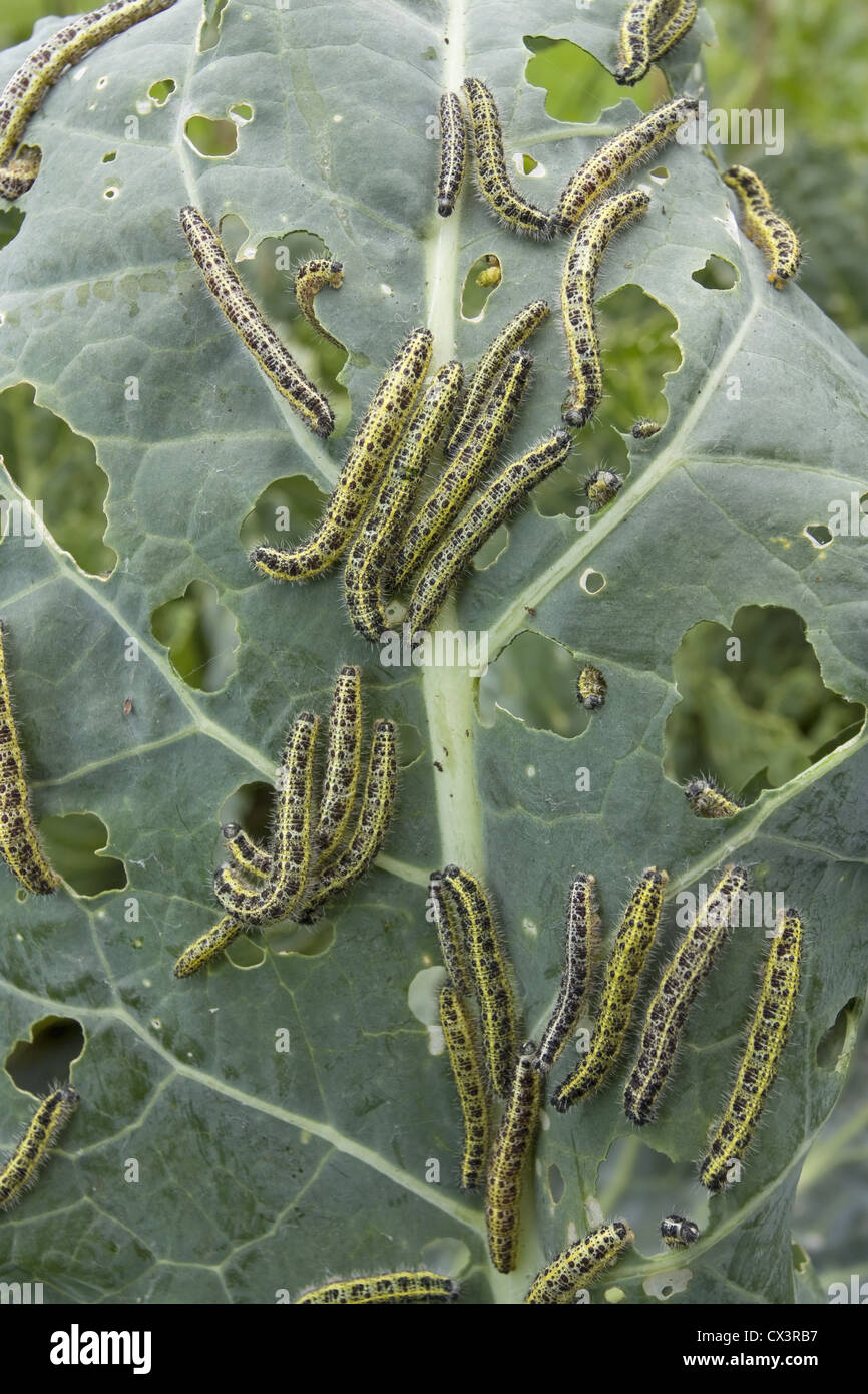 Cabbage pest hi-res stock photography and images - Alamy