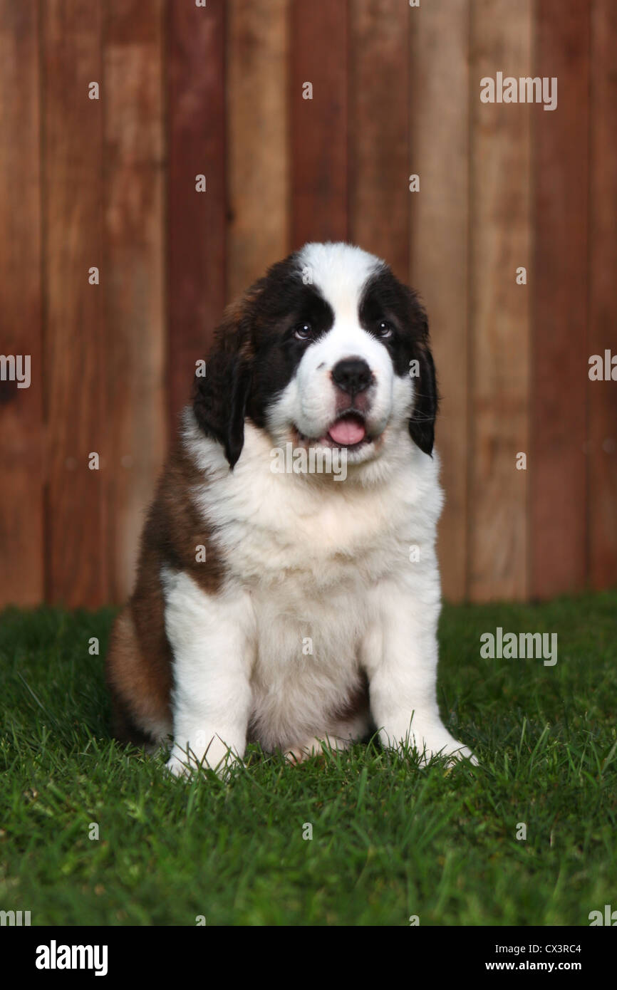Adorable Saint Bernard Purebred Puppy Stock Photo - Alamy