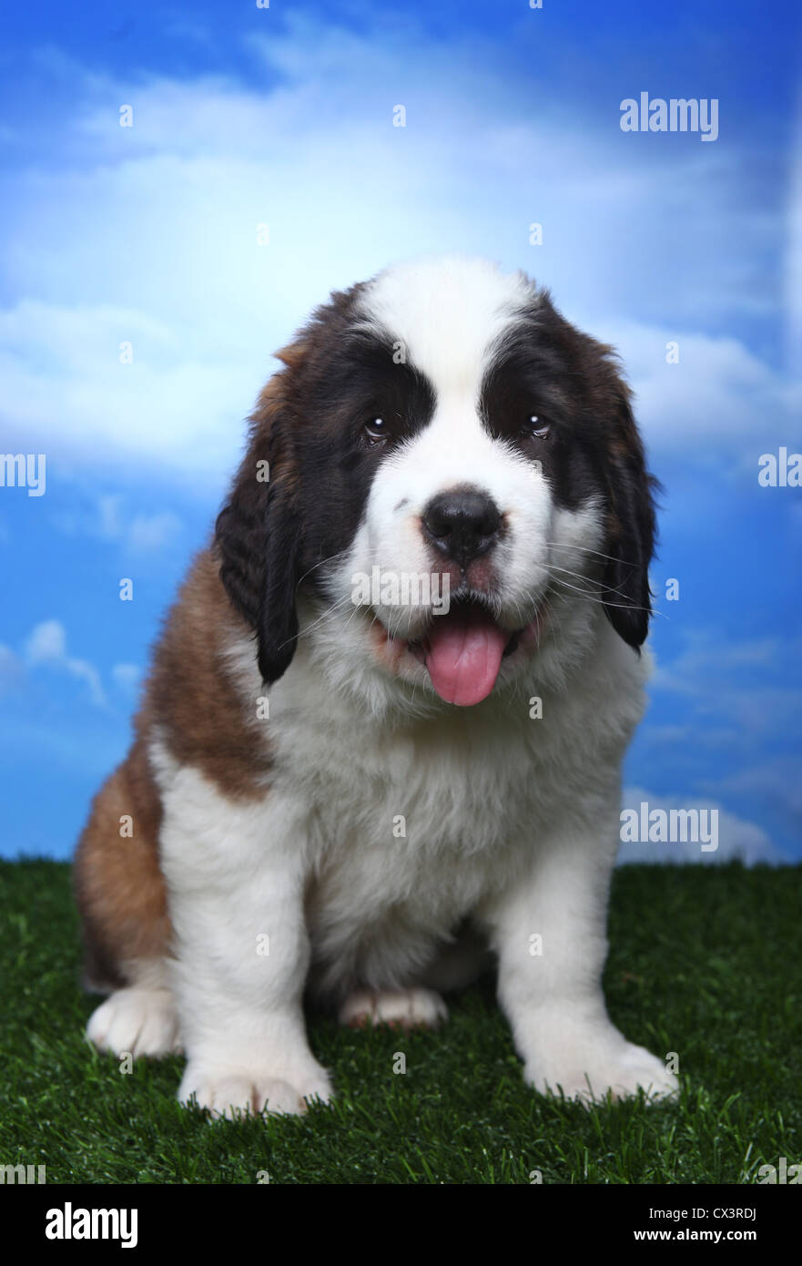 Adorable Saint Bernard Purebred Puppy Stock Photo - Alamy