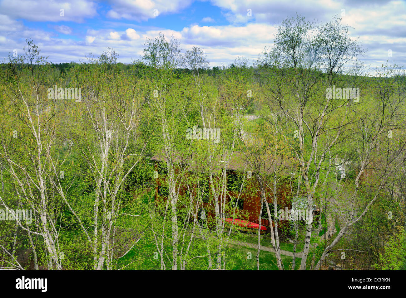 Residential gardens in early spring- House through birch foliage ...