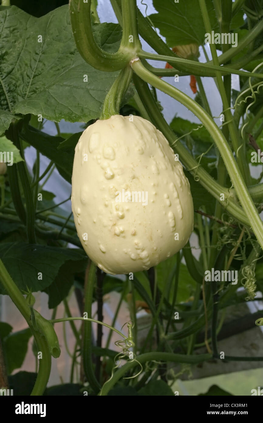 Ripe squash hi-res stock photography and images - Alamy