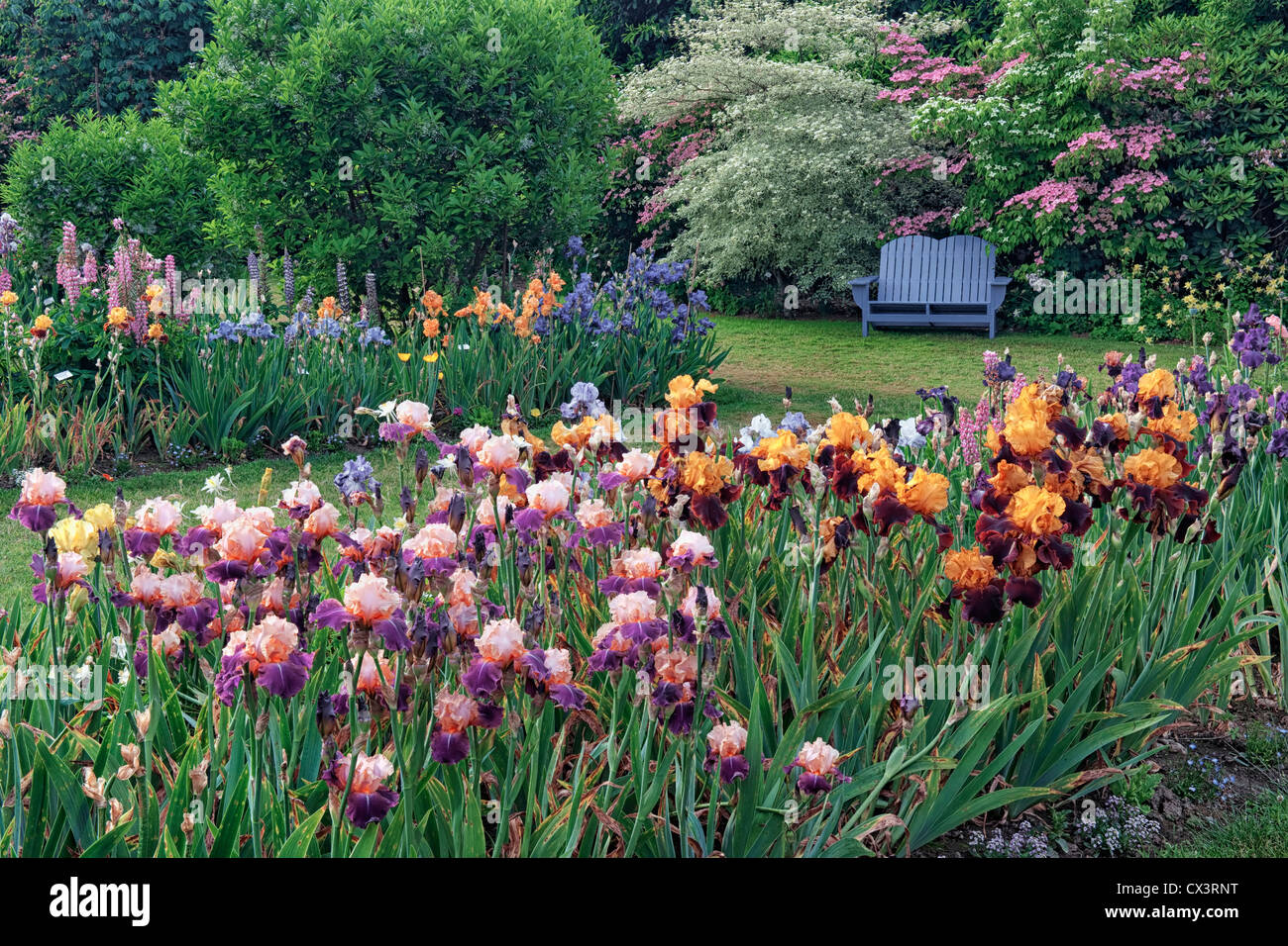 The spring bloom at Schreiner's Iris Display Garden is a sight to ...
