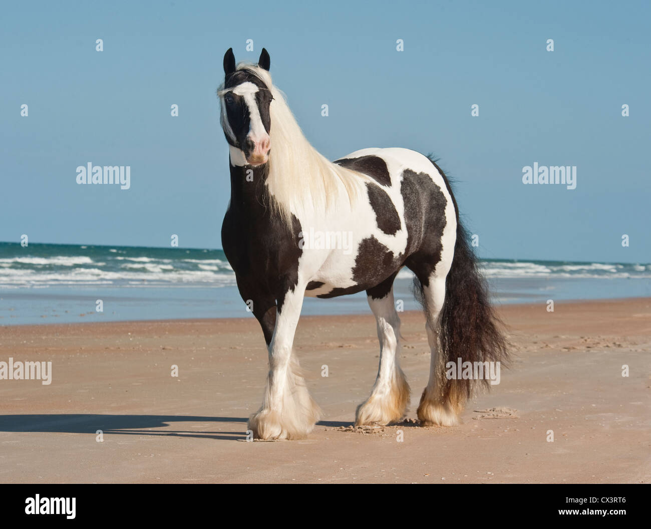 Gypsy Vanner Horse mare on ocean shore Stock Photo - Alamy