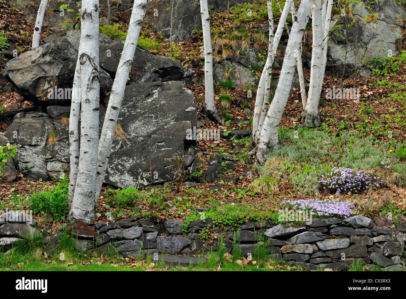 Phlox colonies above the rock wall, Greater Sudbury, Ontario, Canada ...