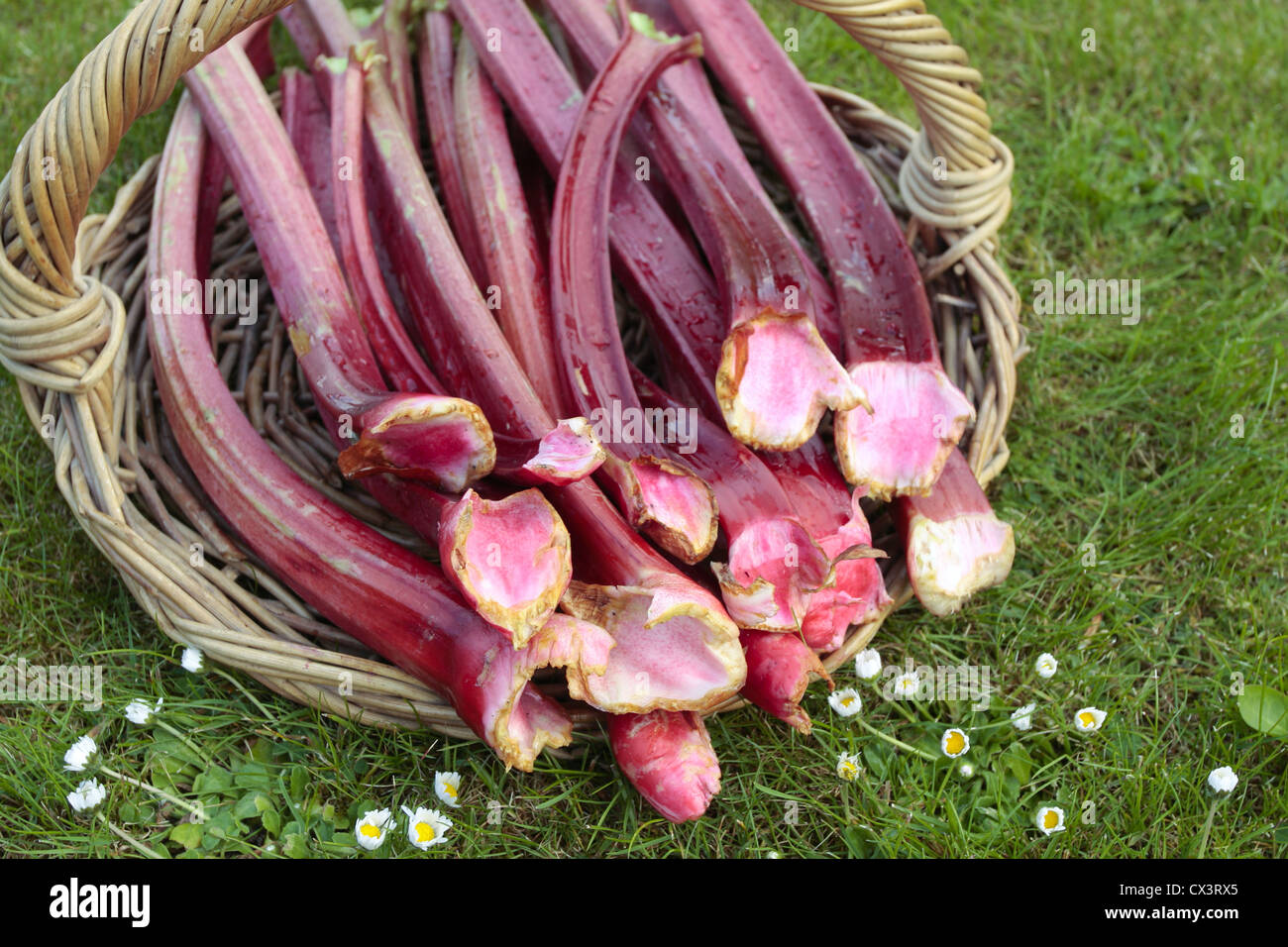 Ripe Rhubarb on basket Stock Photo - Alamy