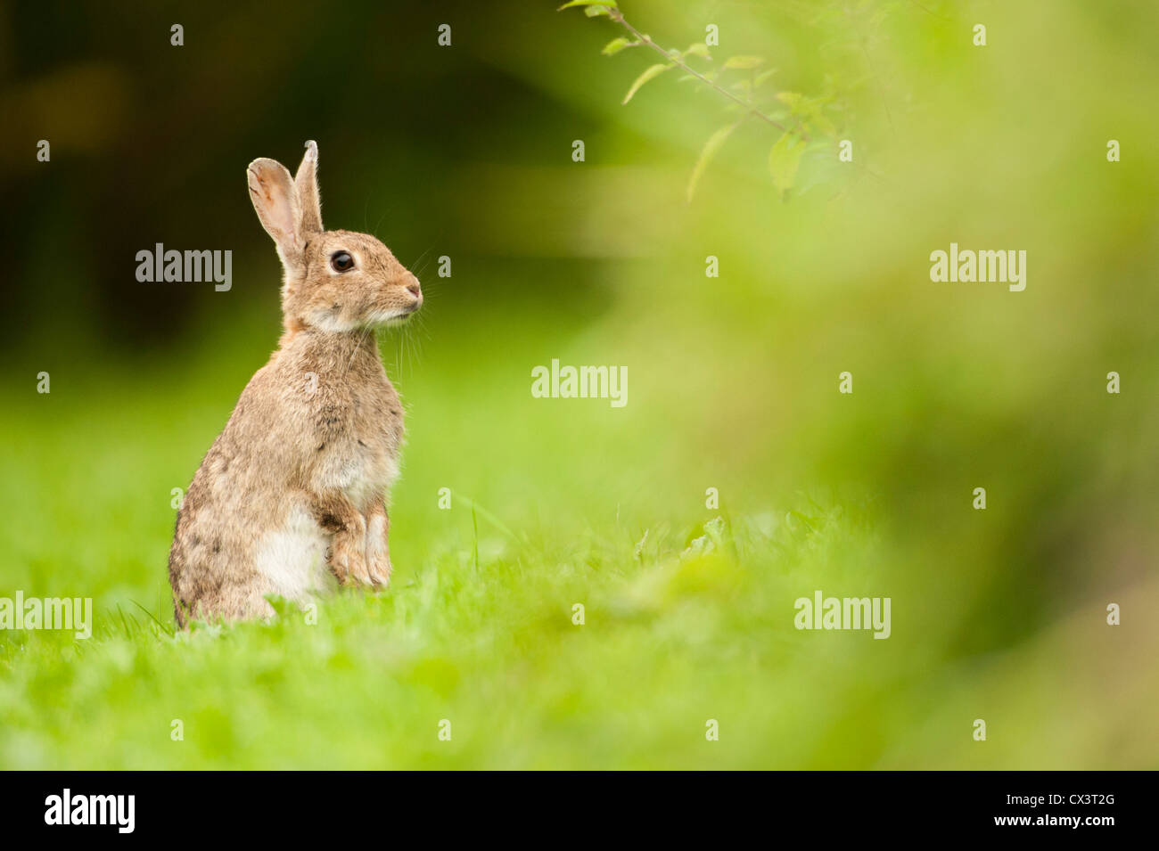 Rabbit bush hi-res stock photography and images - Alamy