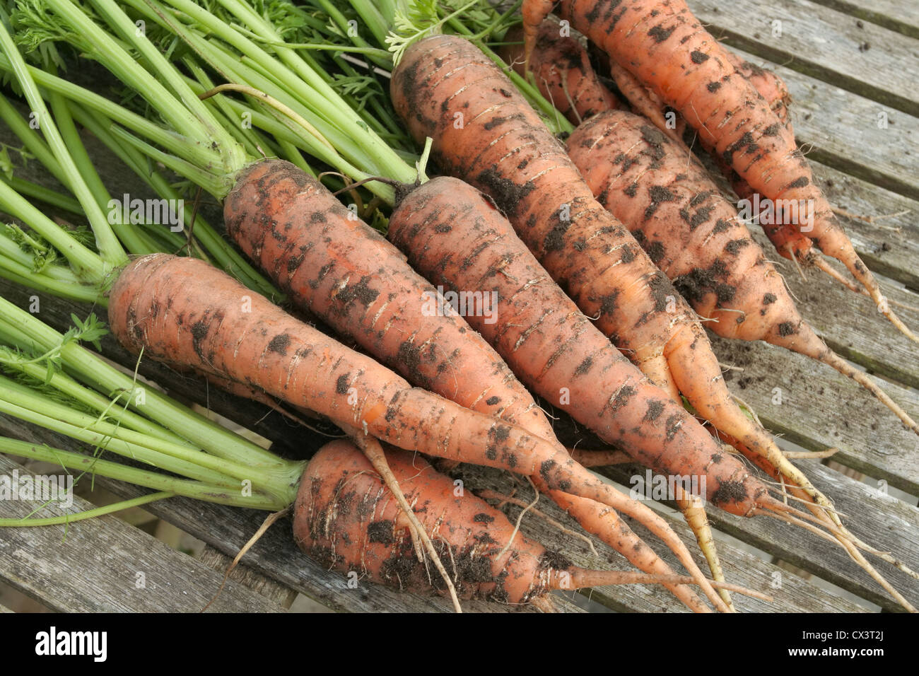 Freshly dug out carrots Stock Photo - Alamy