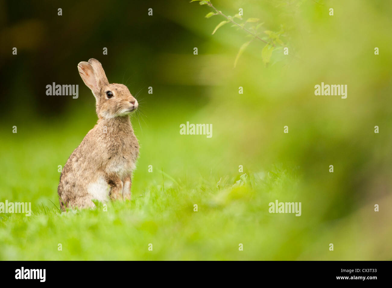 Rabbit bush hi-res stock photography and images - Alamy