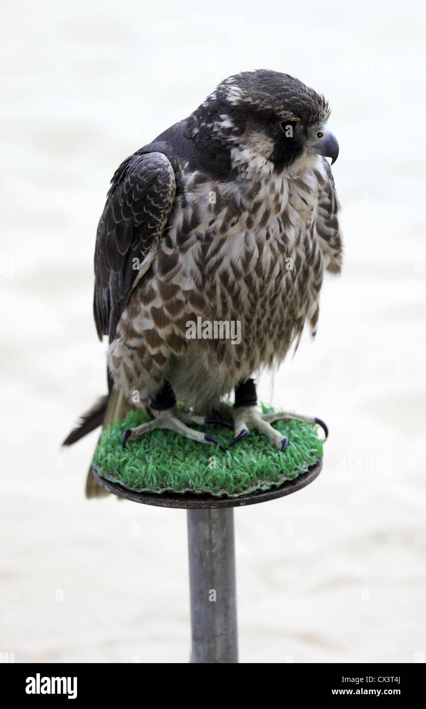 Falconry qatar hi-res stock photography and images - Alamy