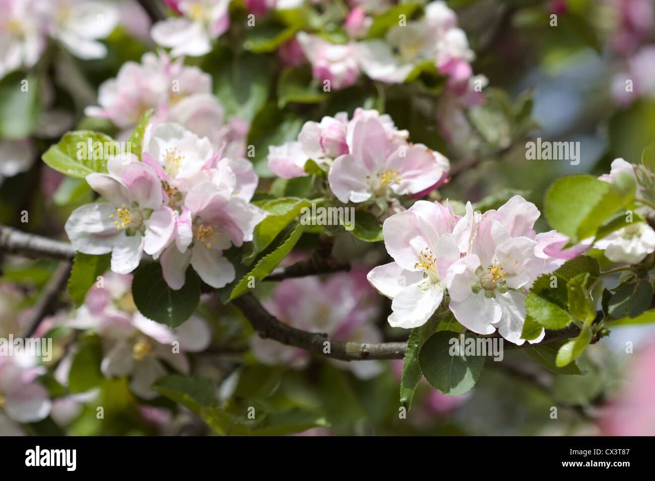 Apple tree flowers Stock Photo - Alamy