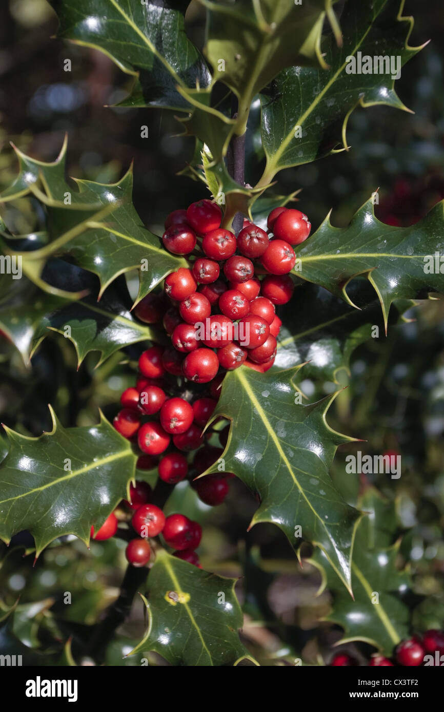 Holly Branch Stock Photos & Holly Branch Stock Images - Alamy