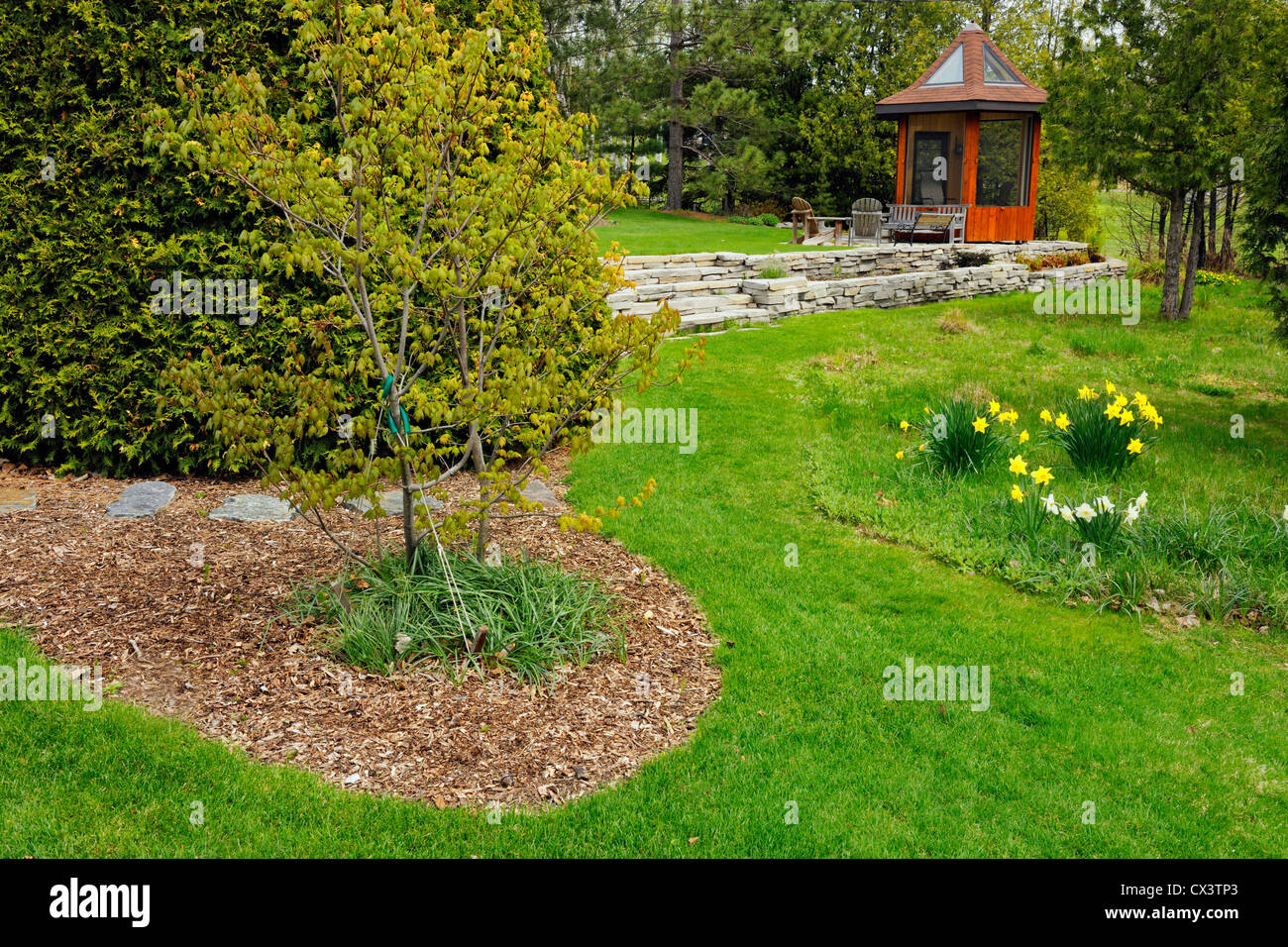 Residential gardens in early spring- lawns, cedar and daffodils ...