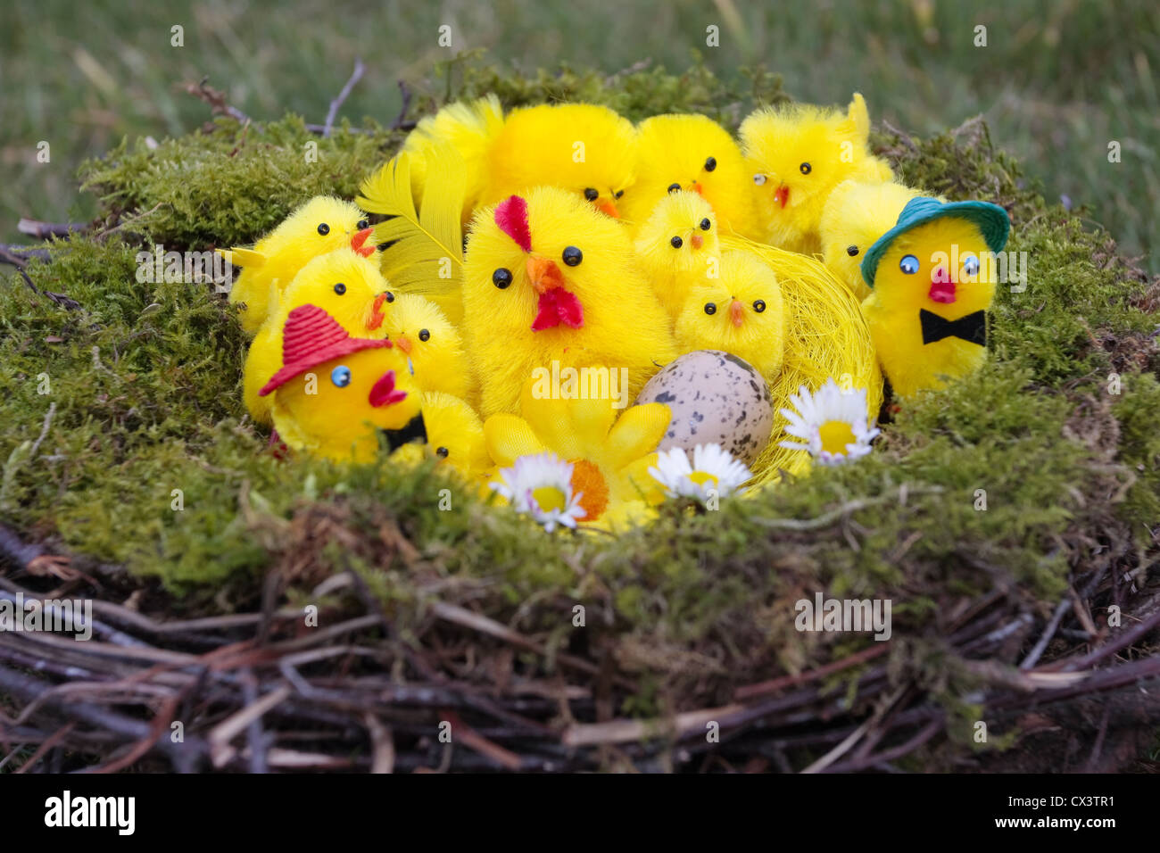 Ester chicks on nest Stock Photo - Alamy