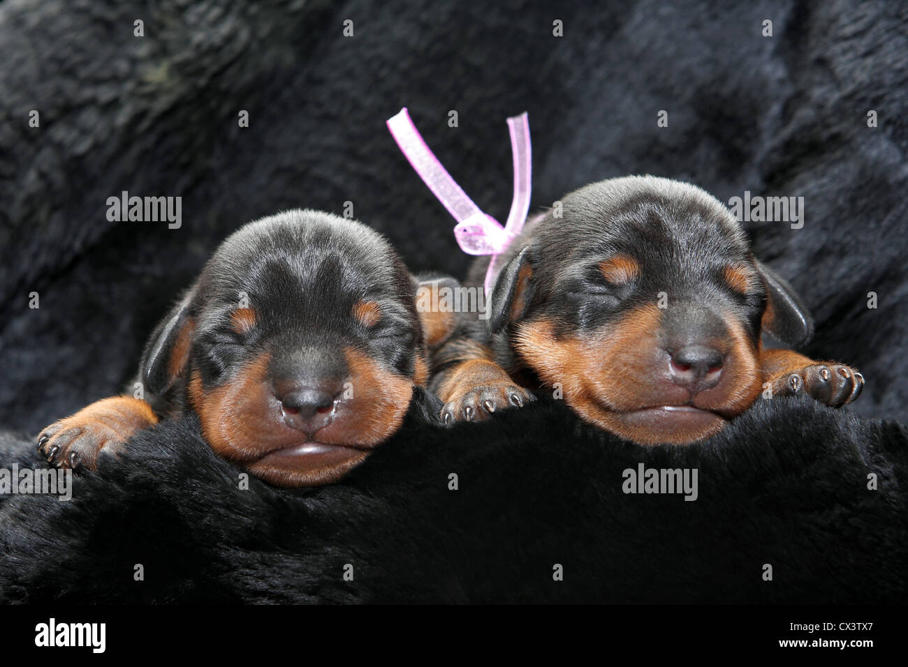 Newborn Doberman Puppies