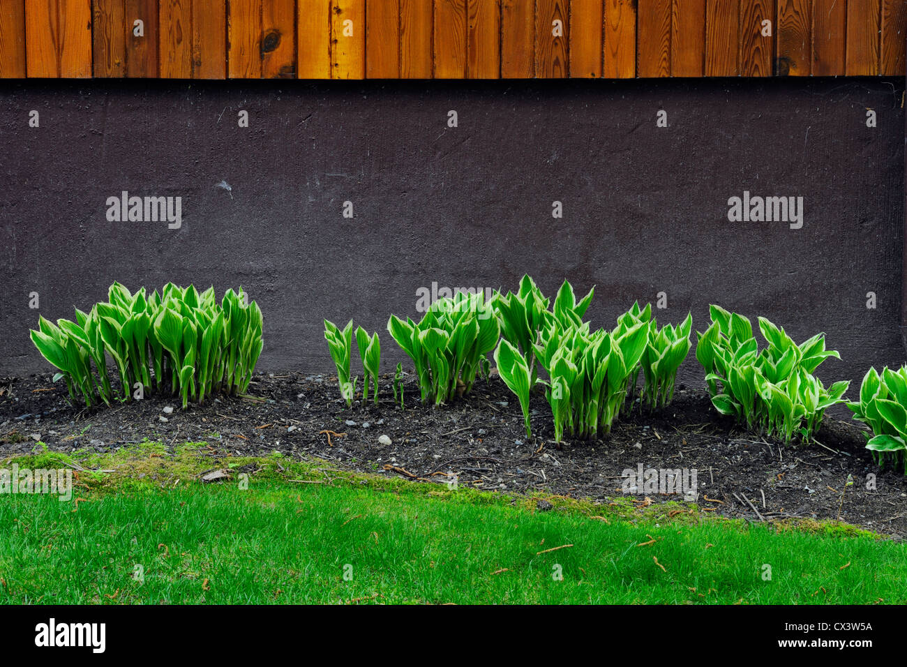 Hostas emerging hi-res stock photography and images - Alamy