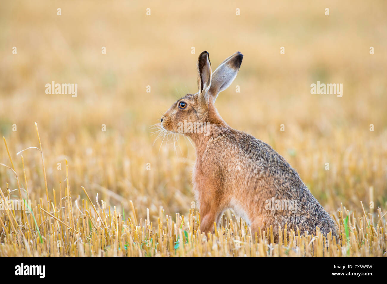 Brown Hare(Lepus europaeus) stretching in a Norfolk stubble field Stock ...