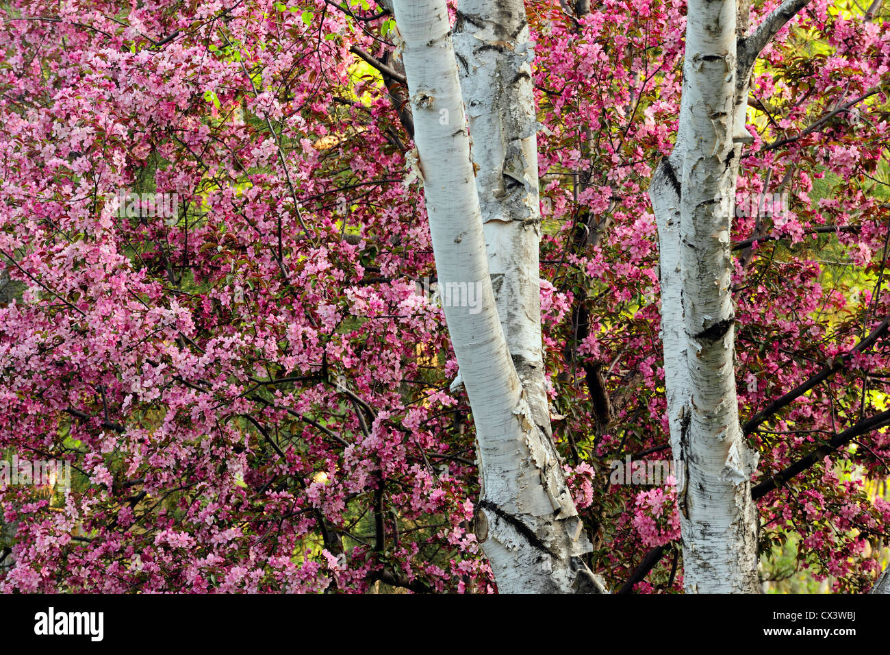 Ornamental birch tree botanical gardens hi-res stock photography and ...