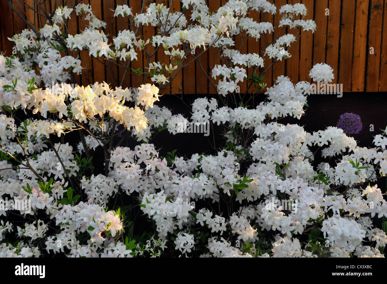 Azalea cultivars hi-res stock photography and images - Alamy