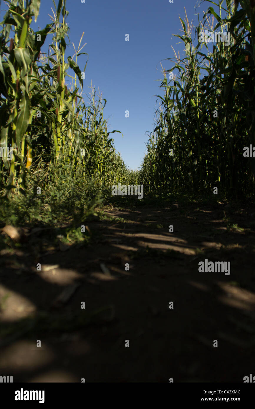 Corn maze alberta hi-res stock photography and images - Alamy