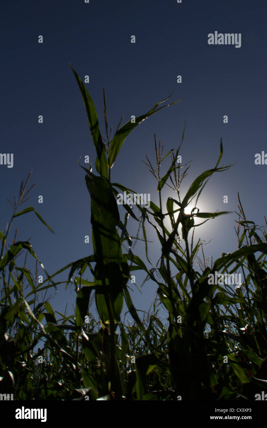A corn field in Strathmore, Alberta, Canada Stock Photo - Alamy