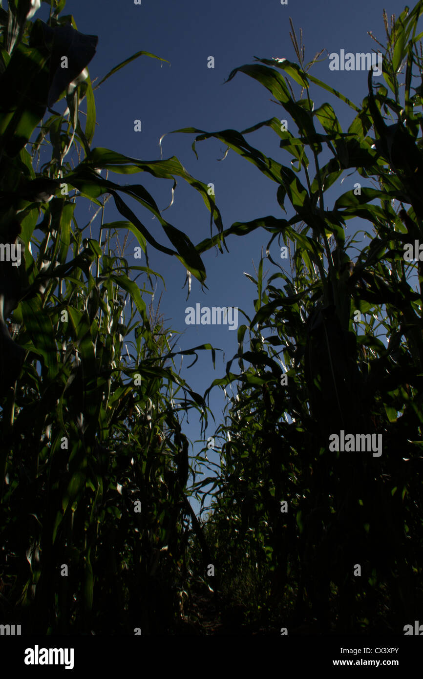 A corn field in Strathmore, Alberta, Canada Stock Photo - Alamy