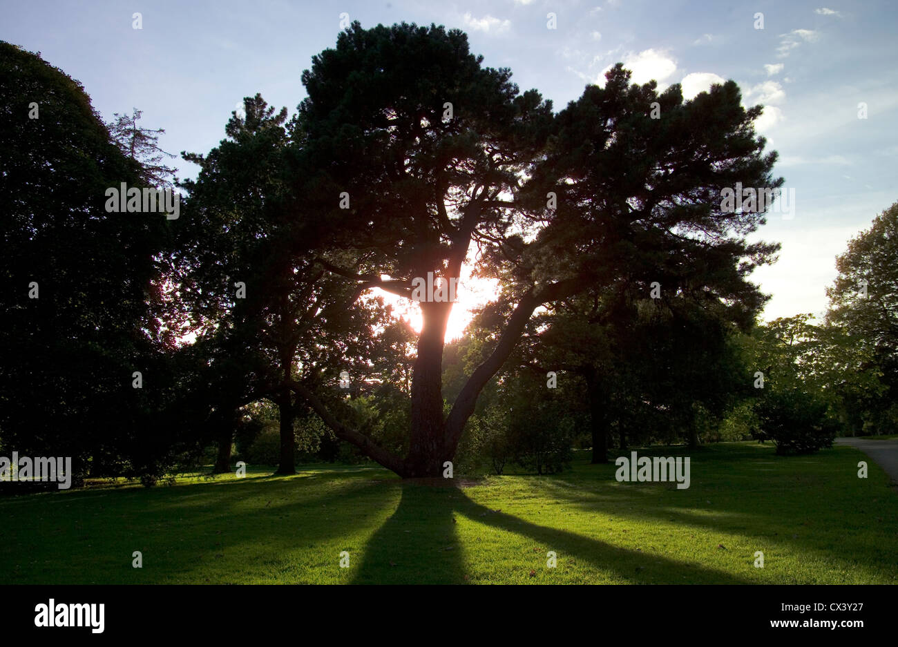 A silhouette of a tree lit from behind by a bright Autumn sun Stock ...
