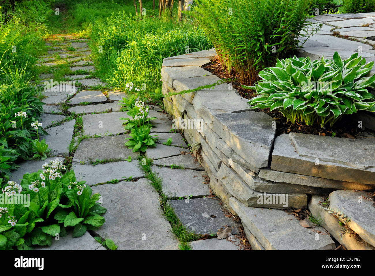 Chinese pagoda primrose and hosta , Greater Sudbury, Ontario, Canada ...