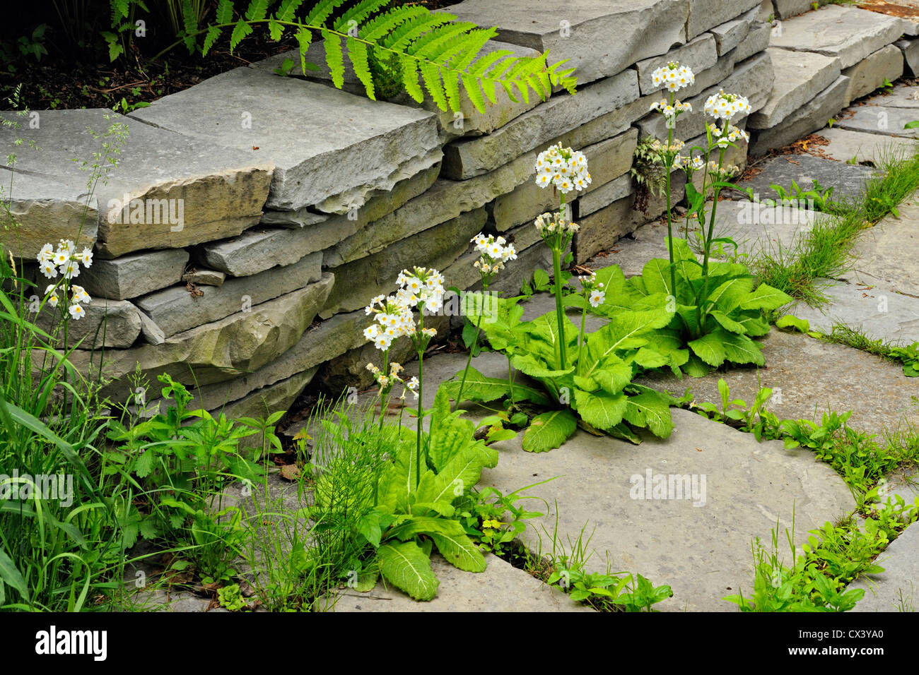 Chinese primrose growing near stone hi-res stock photography and images ...
