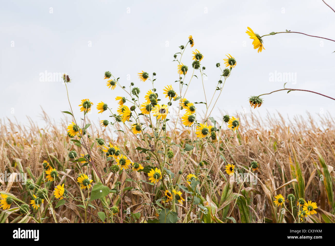 A group of yellow flowers in a field with a slight breeze blowing in ...