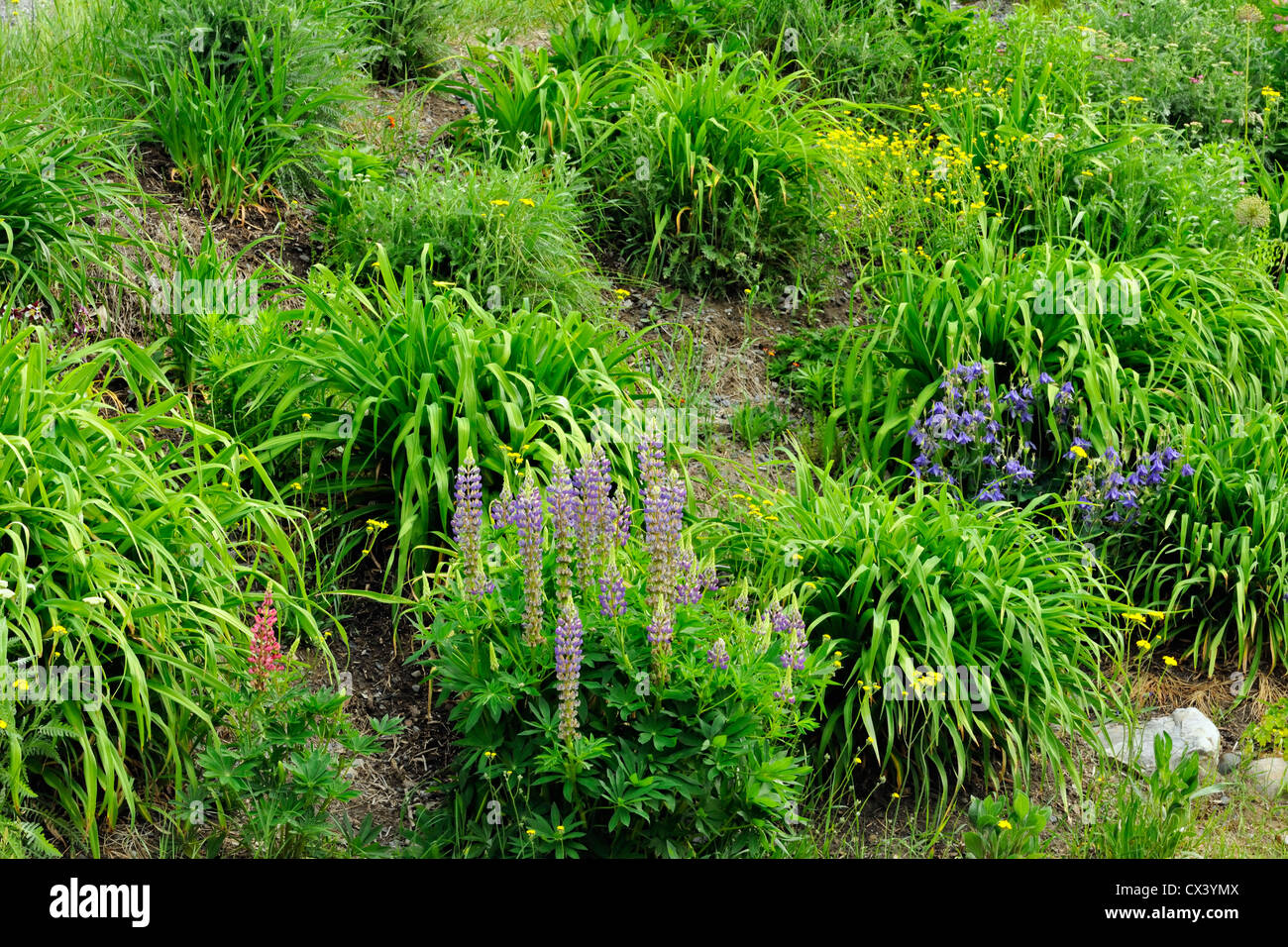 Day lilies and other early spring flowers emerging on a planted ...