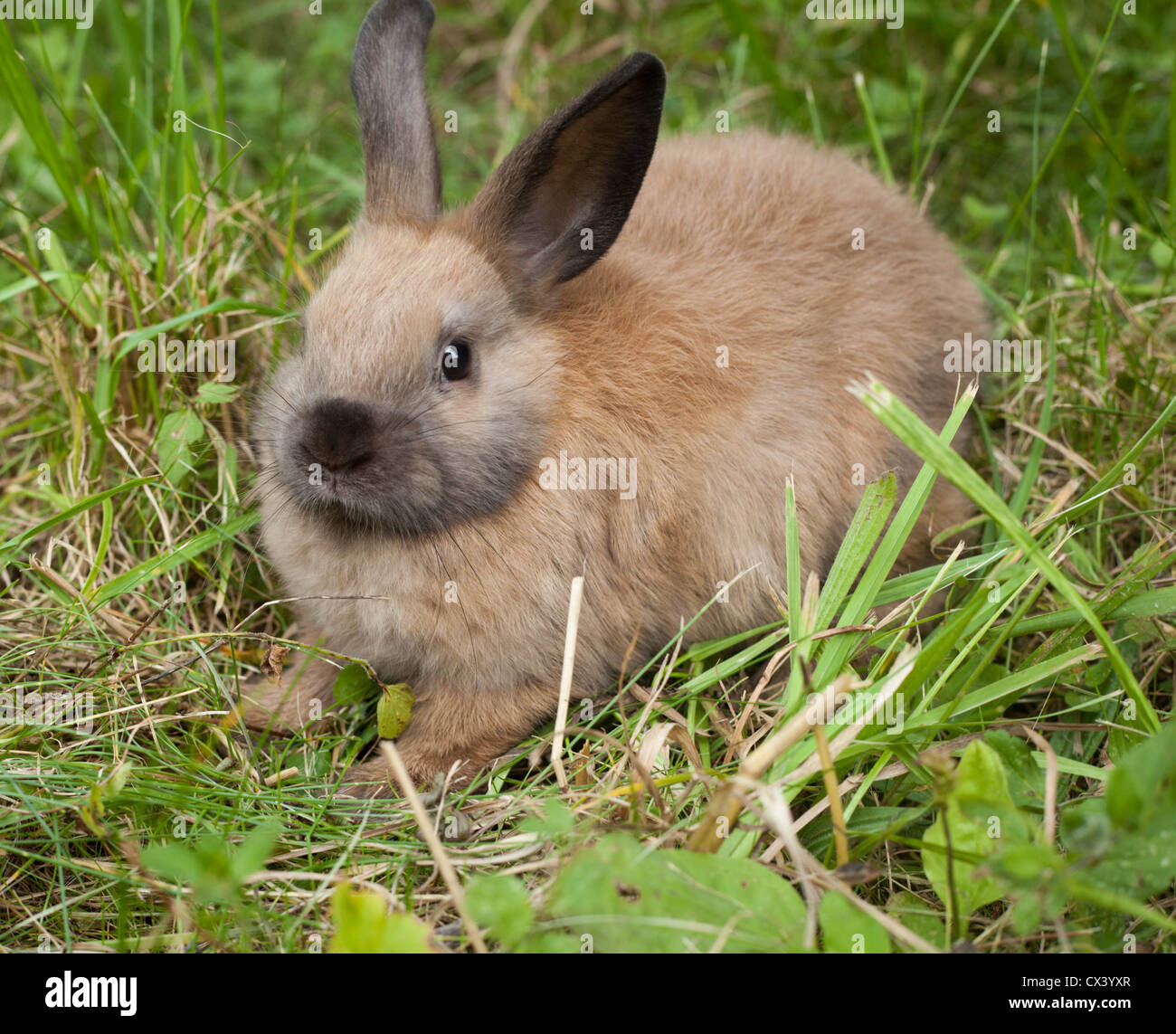Playful rabbit hi-res stock photography and images - Alamy