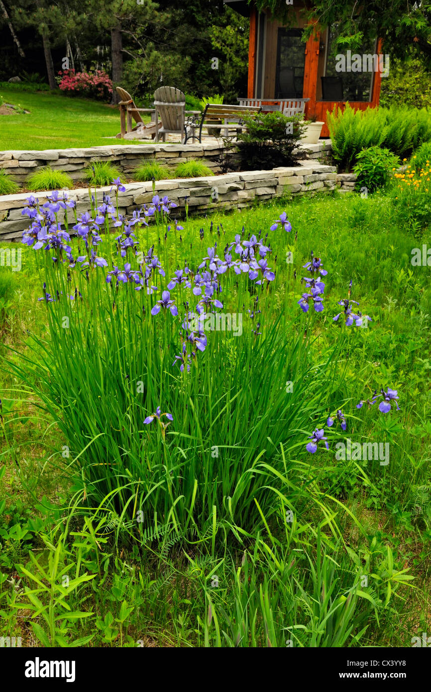 Canada flag flowers hi-res stock photography and images - Alamy