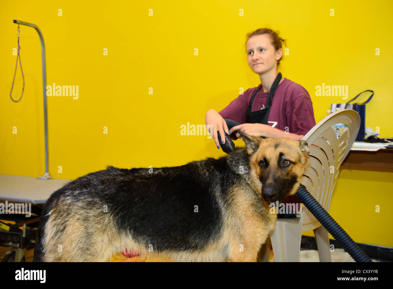 Pet grooming worker drying a sheepish German Shepherd dog with blow ...