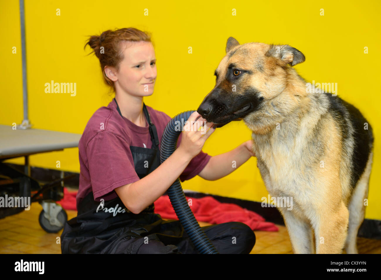 Pet grooming worker drying a German Shepherd dog on the floor with ...