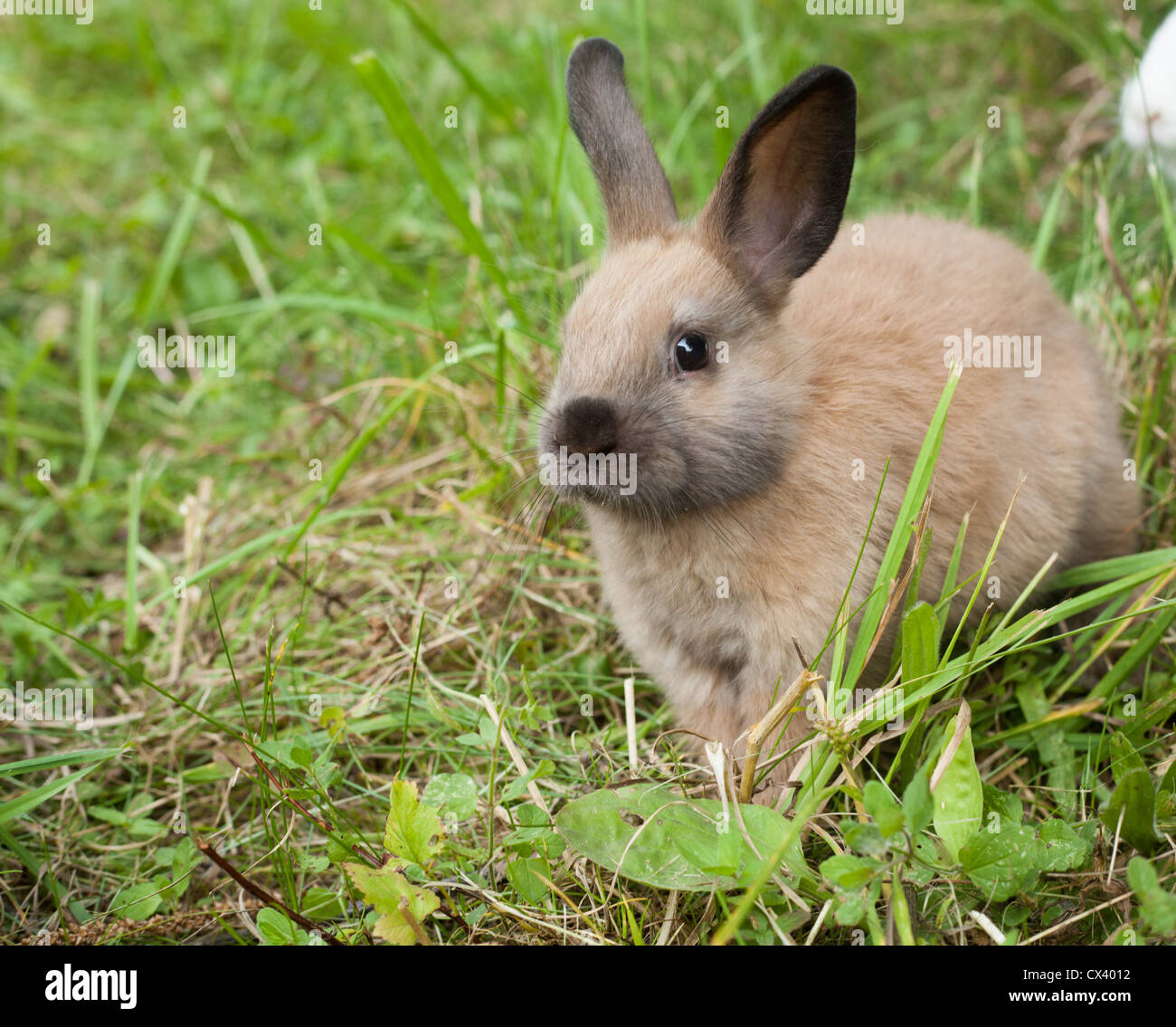 Rabbit in the grass Stock Photo - Alamy