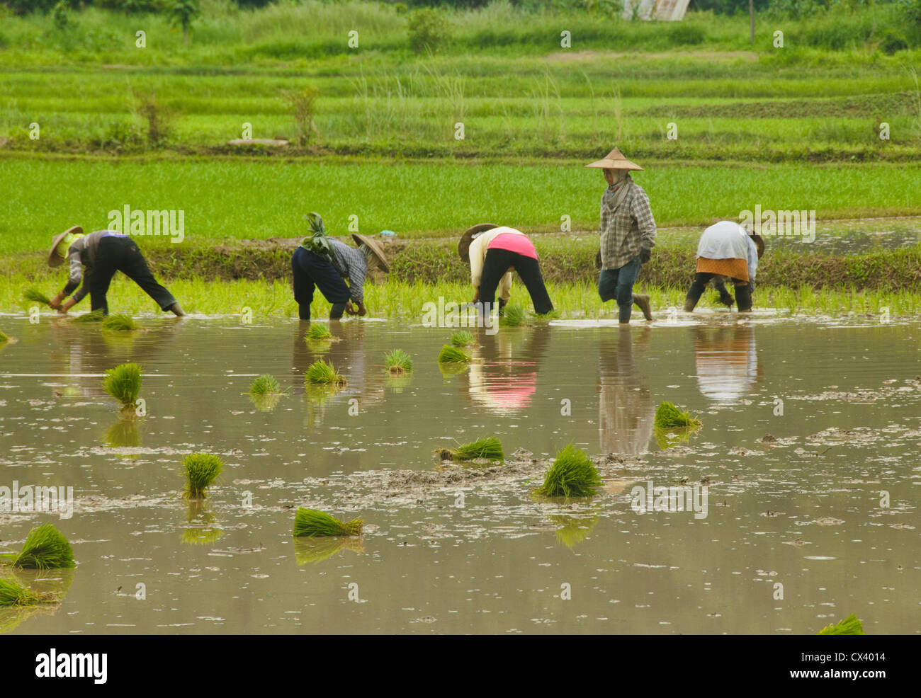 planting rice during the rainy season in northern Thailand Stock Photo ...