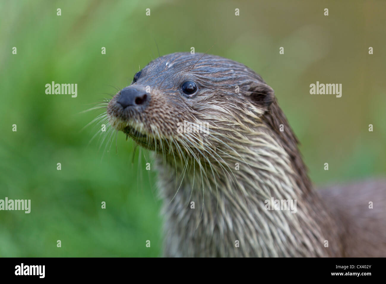 Side view of the head of a river otter Stock Photo - Alamy