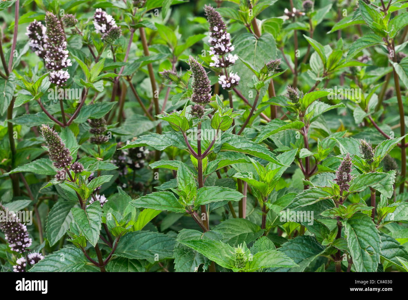 Peppermint flowering 'Mentha x piperita' Stock Photo - Alamy