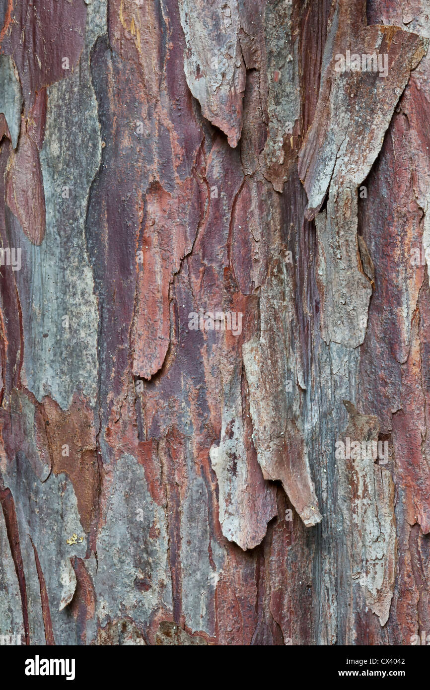 Conifer tree bark hi-res stock photography and images - Alamy