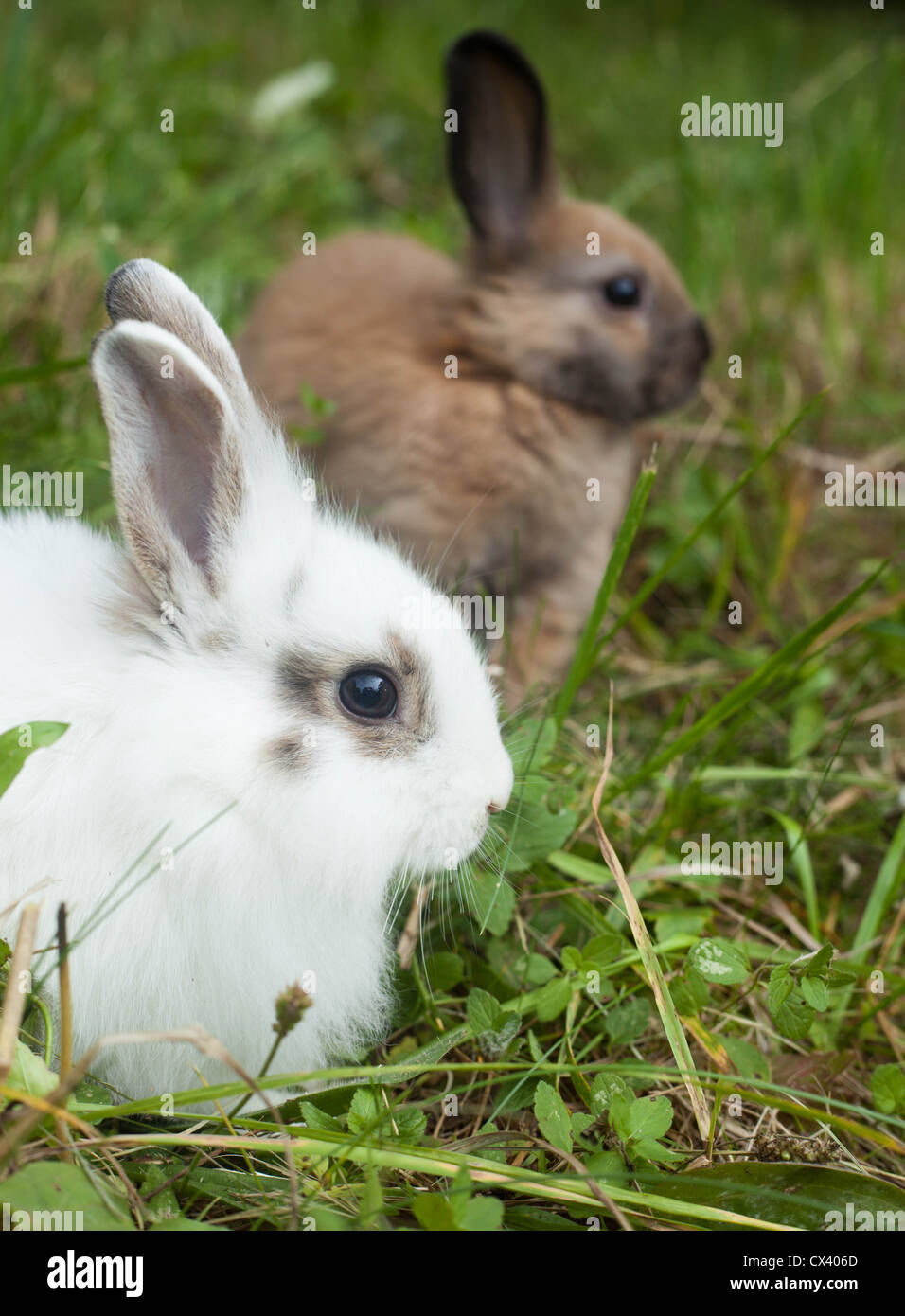 Rabbits in the grass Stock Photo - Alamy